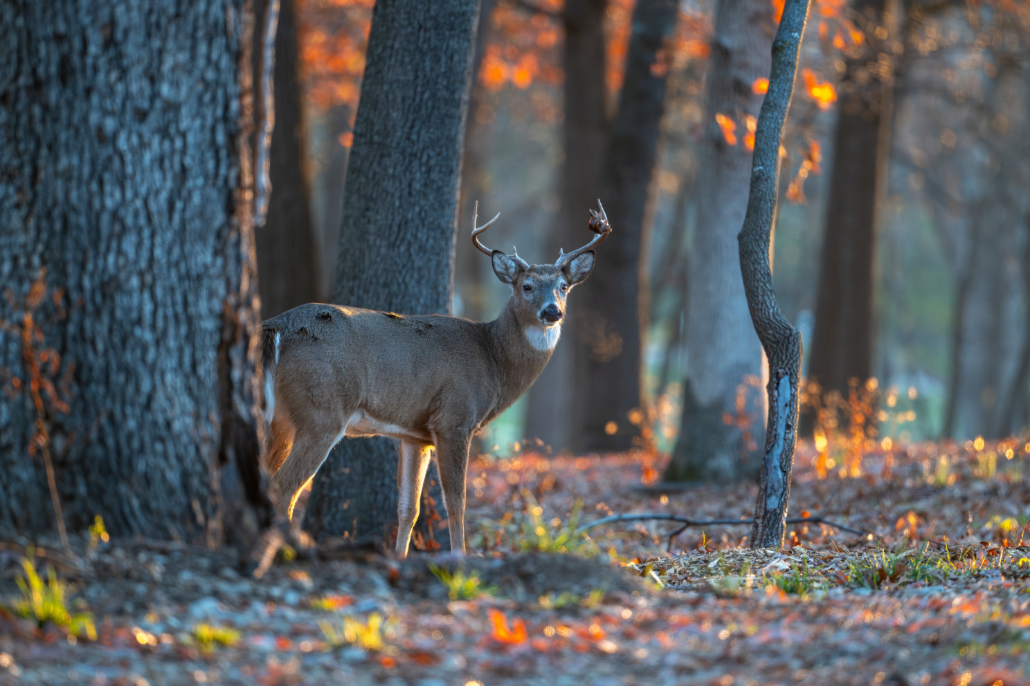 Thomas & Talbot | LAND - Stony Point Pass