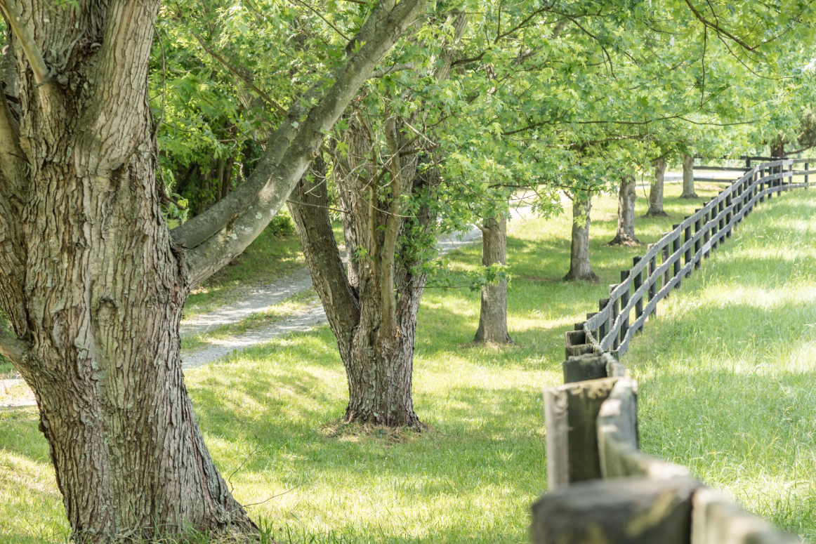 Thomas & Talbot | Reflections Farm